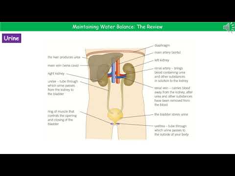 OCR Gateway A B3.3.3 - Maintaining Water Balance Summary
