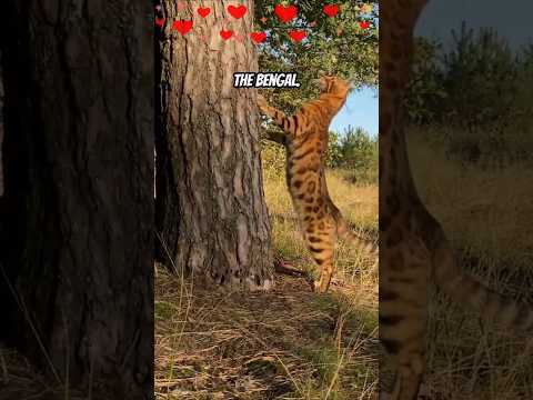 What are England's Top Cat Breeds?ππ» #catvideos