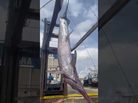 The New North Carolina State Record Swordfish