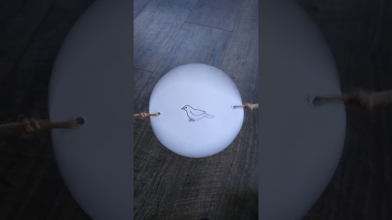 Bird in a Cage Illusion from The Wonder