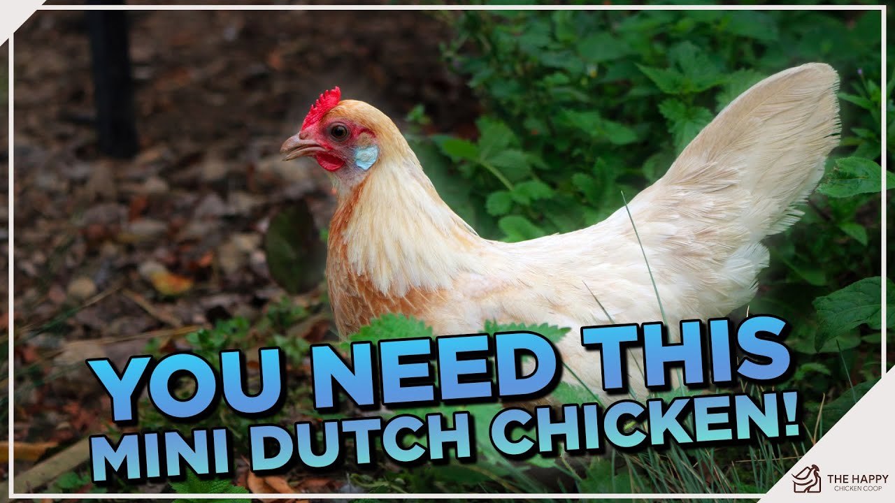 Small But Mighty: Exploring the Dutch Bantam Chicken