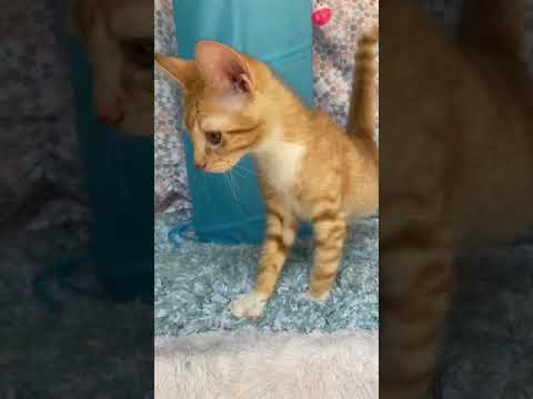 Zion - RARE Adoptable - Available for Adoption!