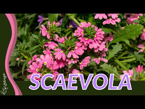 Learn EVERYTHING about SCAEVOLA in 1 Minute! "Fan Flower" (Scaevola aemula)