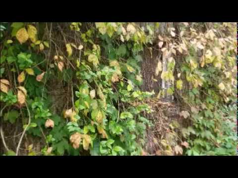 9 Canal Ave, Troy, NY 12180