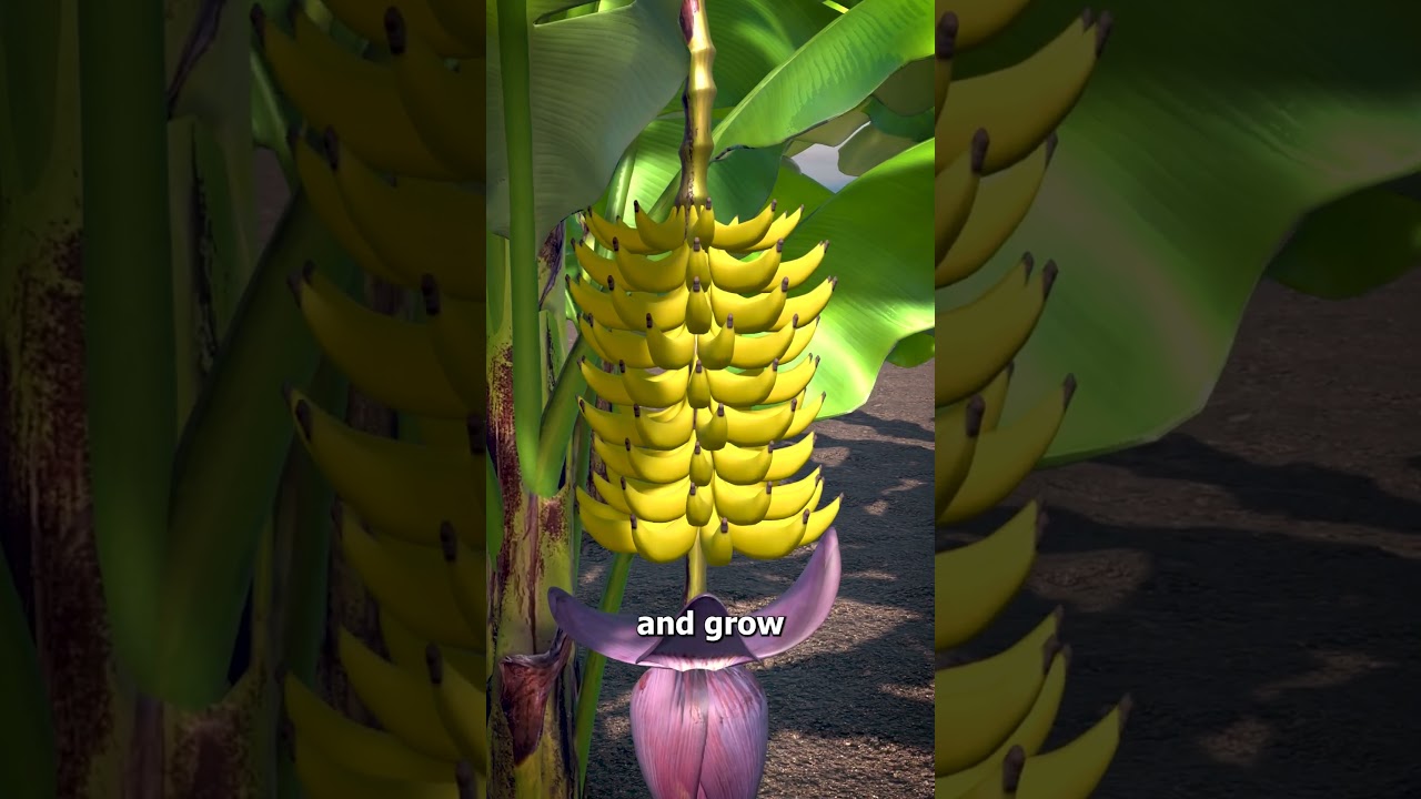 Why Bananas Are Curved 🤔