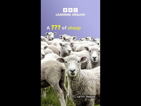 Collective nouns: Animals