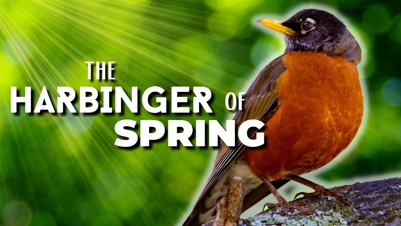 The American Robin -A Harbinger of Spring