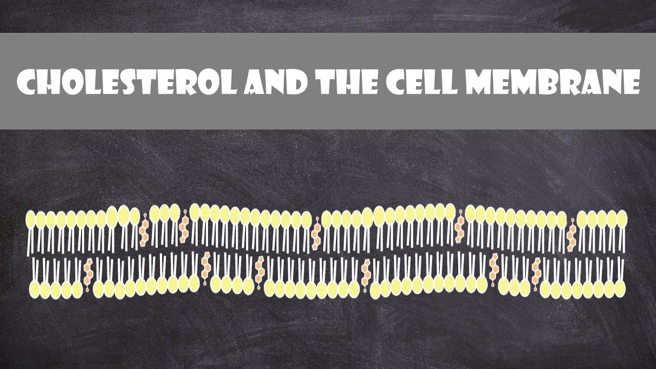 Cholesterol and the Cell Membrane | Cell Biology