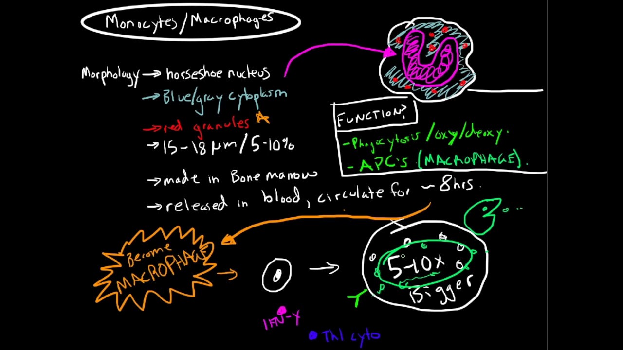 Immunology - Monocytes and Macrophages