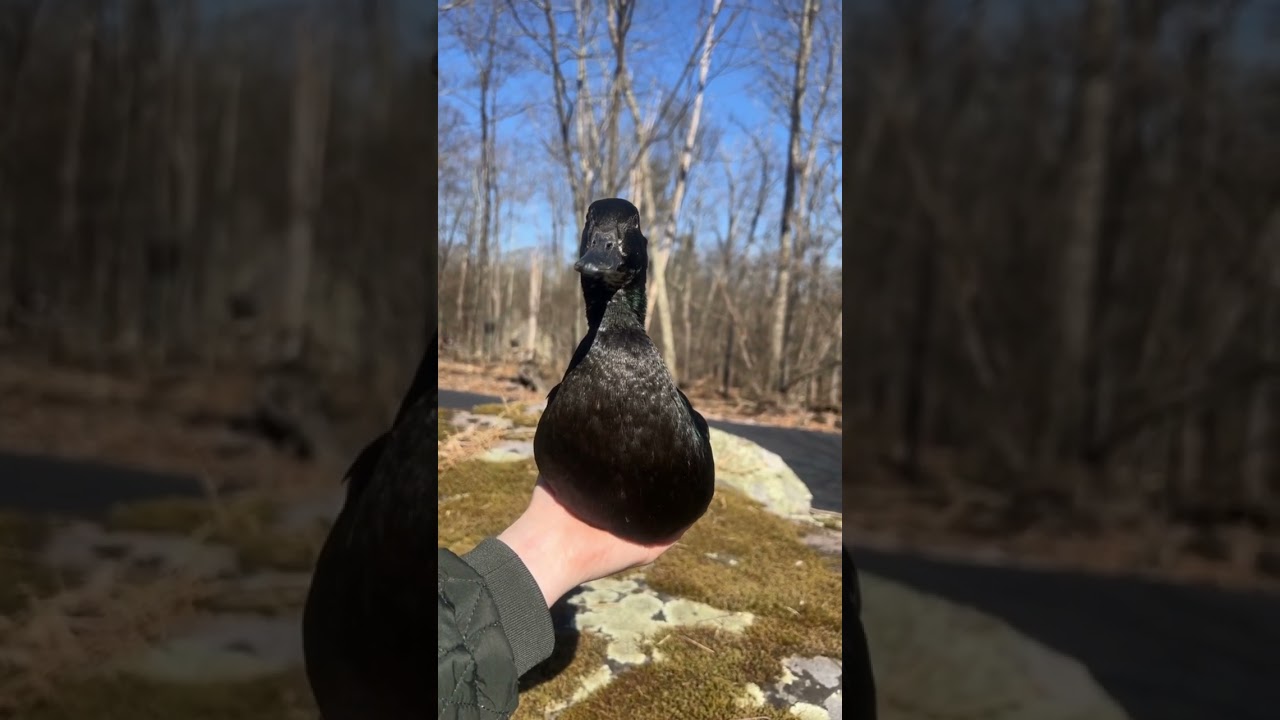 Raven is an east indie duck, her feathers appear different colors based on the angle of the viewer🦆