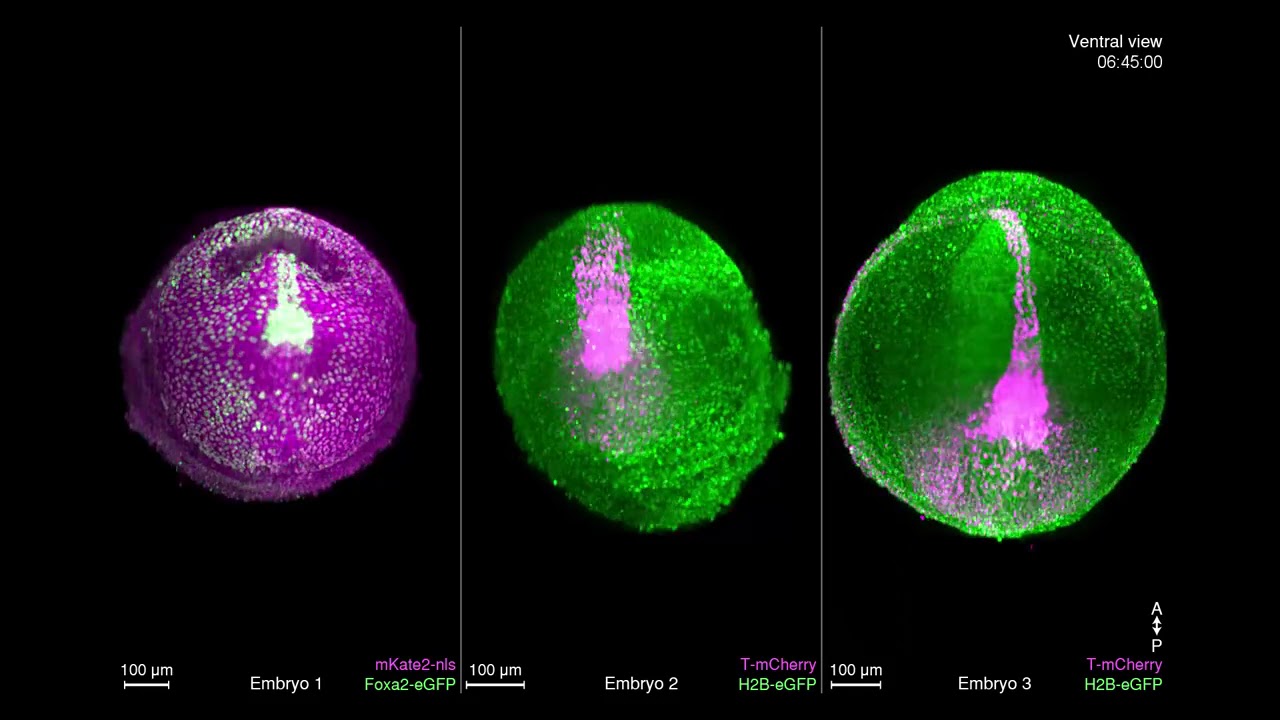 Mouse embryo- mammalian development