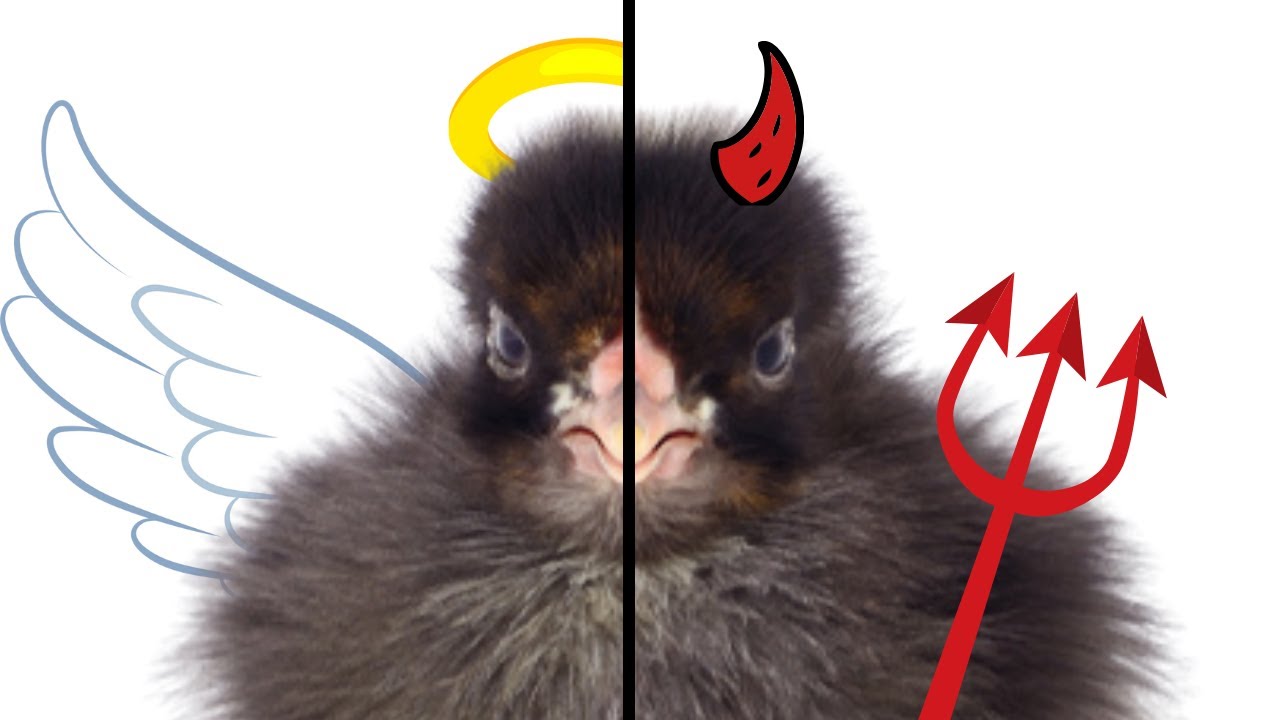 How to raise sweet roosters (Start young!)