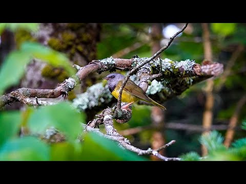 Mourning Warbler (26 June 2022)