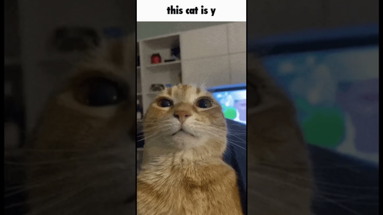 Silly cat gifs i found on tenor