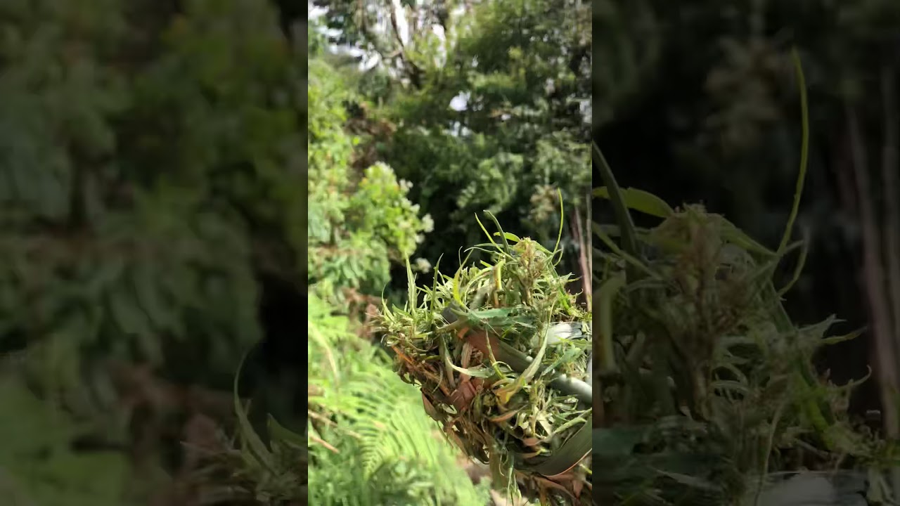 The wild marijuana, in high altitude