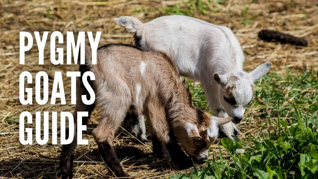 Pygmy Goats: All You Need to Know