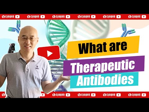 What are therapeutic antibodies?