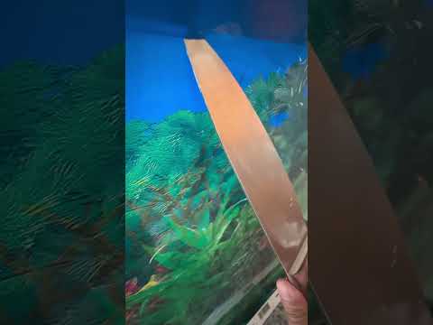How to Put On Aquarium Background // Cheap & Easy