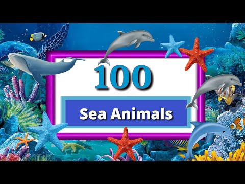 100 Sea Animals Collection - Learning Aquatic Animals Name and Videos