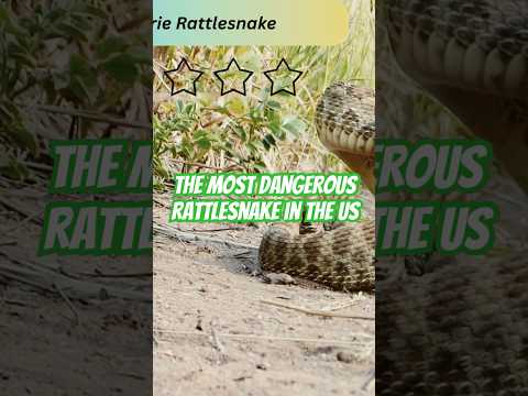 Deadly rattle of the desert! #snakes #snake #rattlesnakes #deadlybite