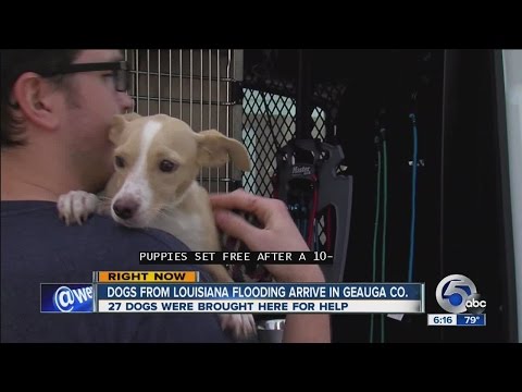 27 dogs from flood-ravaged Louisiana arrive in Geauga County