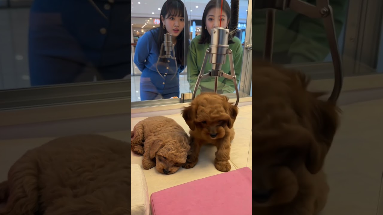 #petsofyoutube   #animallovers   #cutepets   #puppylife #poodle