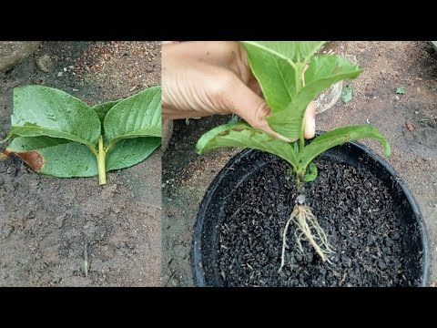 Planting guava becomes young: with the help of Gandasil fertilizer.!!