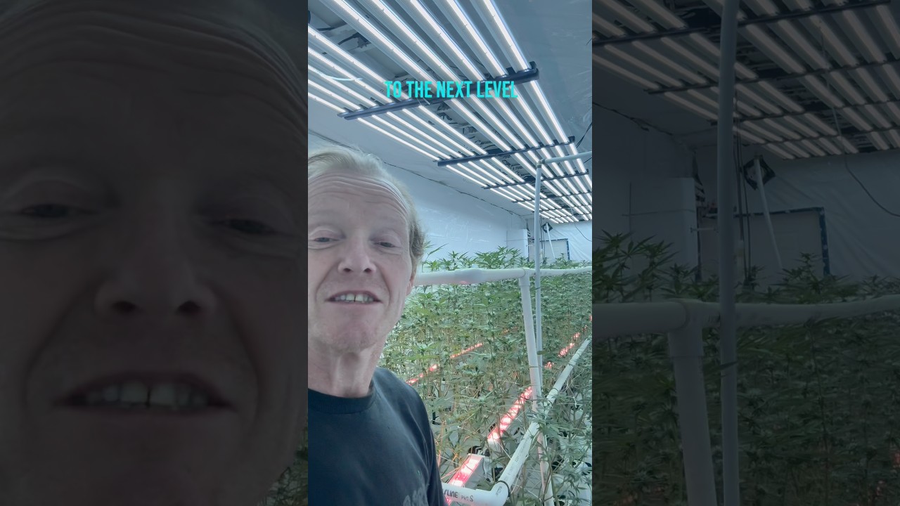 Week 3 Flower — Under Canopy Lights Ramping to 40% & Trellis Net Time
