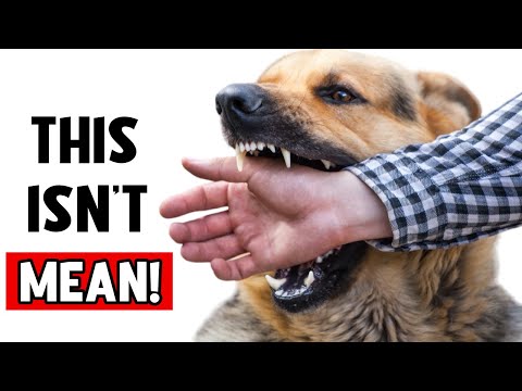 Pay Attention 🚨 Does Your Dog Bite Your Hand? THESE Are the Reasons