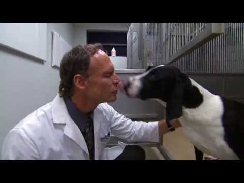 Ethical Treatment of Animals | Mister Clarke 604