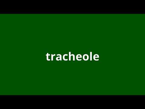 what is the meaning of tracheole.
