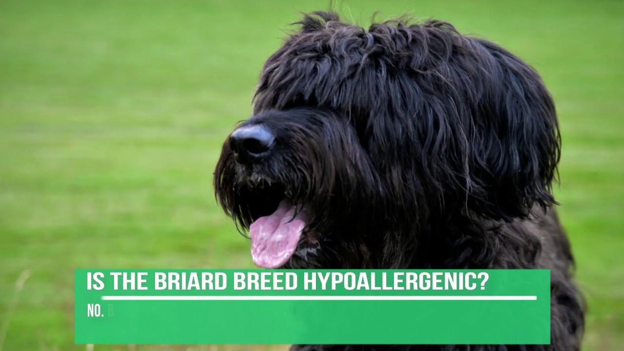 Briard Dog Breed Information - Briard Facts #briard