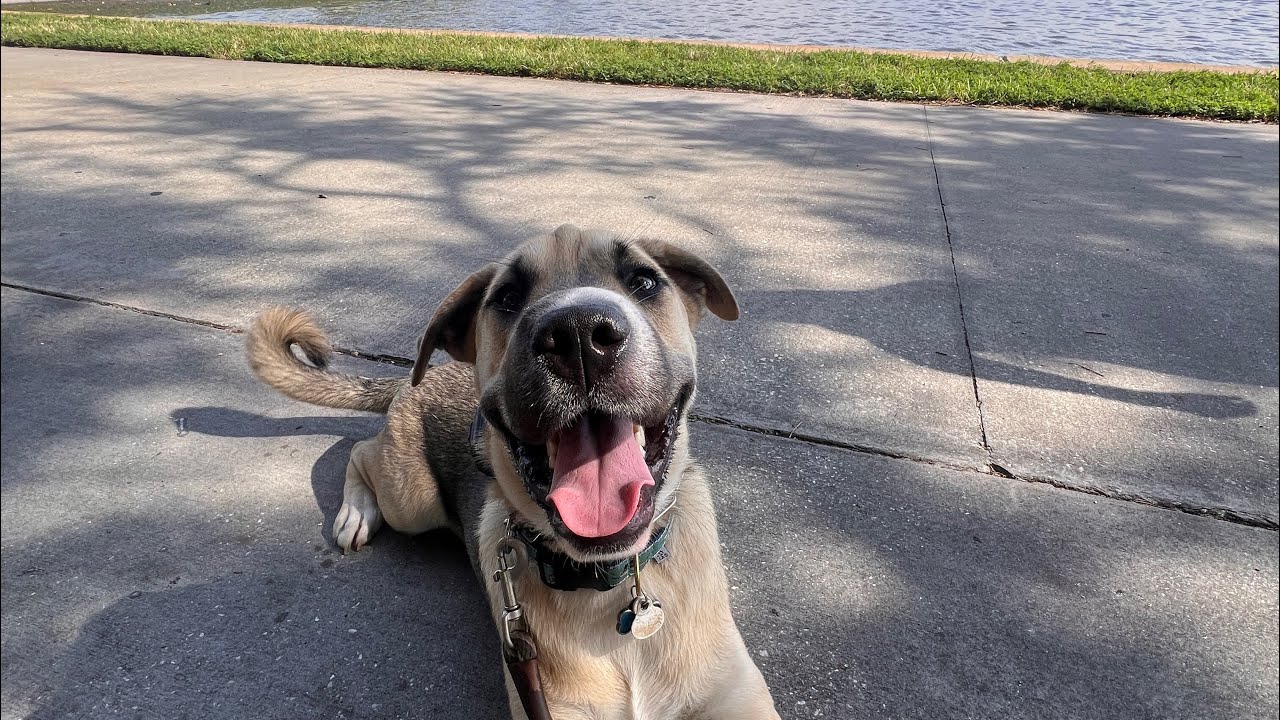 Egmont | Norwegian Elkhound Mix | DTSP