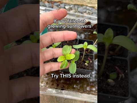 Easiest way to grow sunflowers β guaranteed π» #gardening