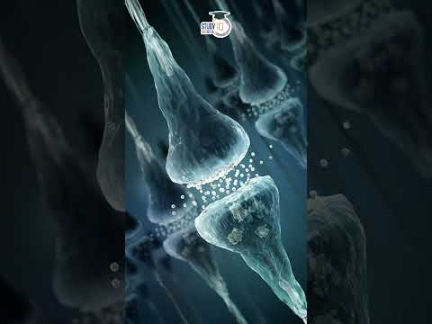 The Functions of Neurons: Unraveling the Brain's Building Blocks I Manish Sir I Studyiq IAS Hindi