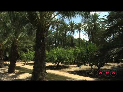 Palmeral of Elche (UNESCO/NHK)