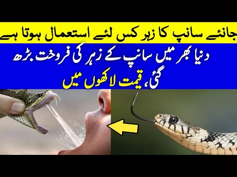 Snake Poisonous Sell Expensively | Usage of snake poisonous Urdu Hindi