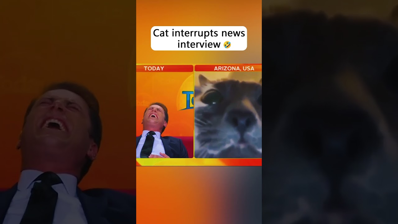 Cat interrupts news interview 😂😂#funny #cat #pets #fyp #foryou #cute