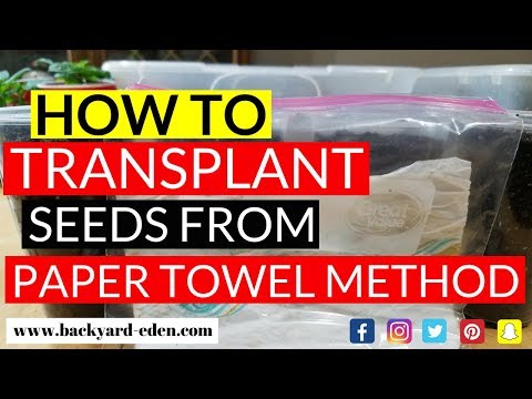 How to transplant seeds from the paper towel method | Backyard Eden - Sustainable Urban Homestead