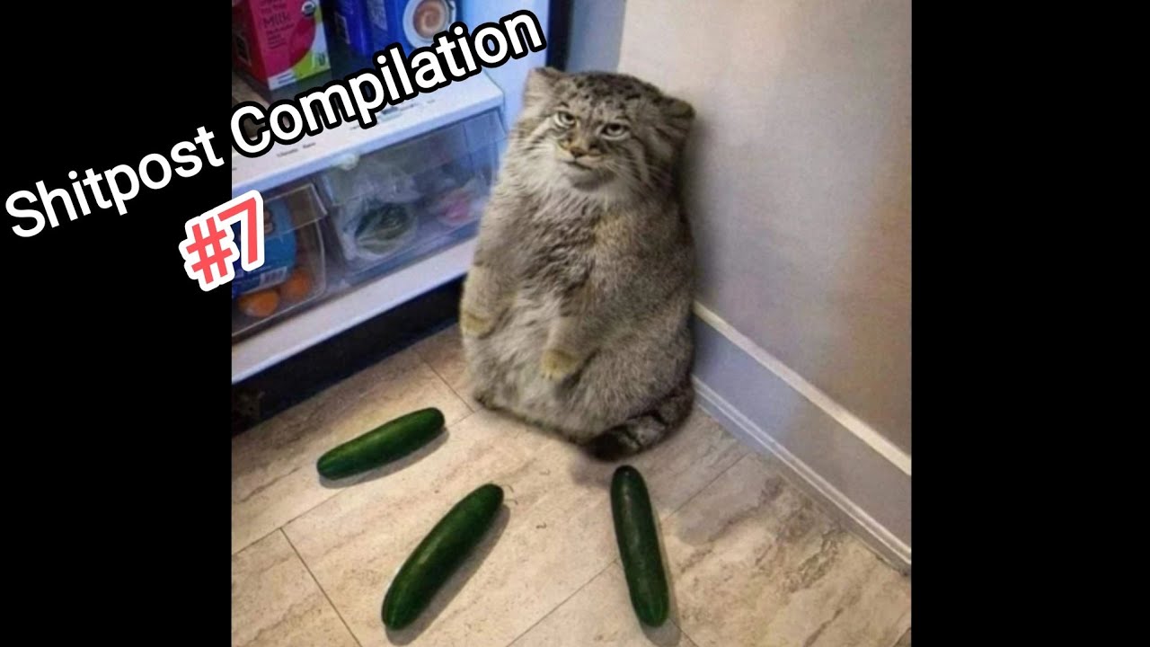 Memes 2024! Shitpost Compilation v7