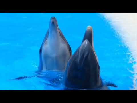 Beautiful Dolphin Images, Dolphins in Water, Royalty Free Image-Video, No Copyright, *59
