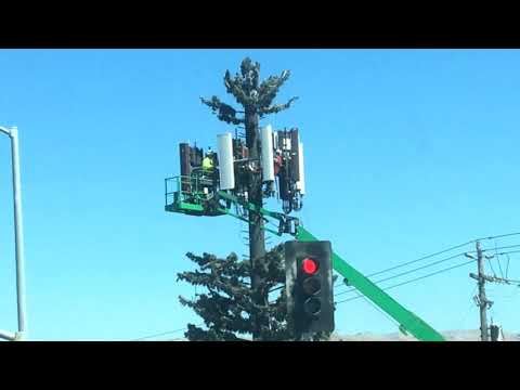 Fremont 5G cell tower hidden in a tree