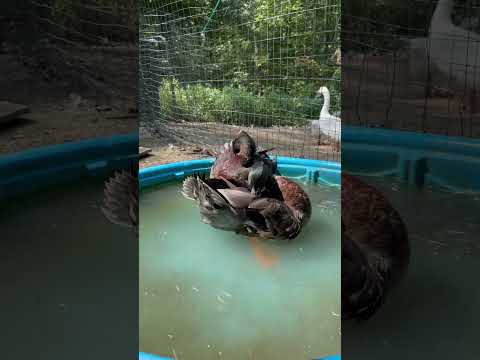 Bert & Ernie The Rouen Ducks