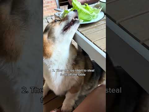 3 things I love about the corgi breed