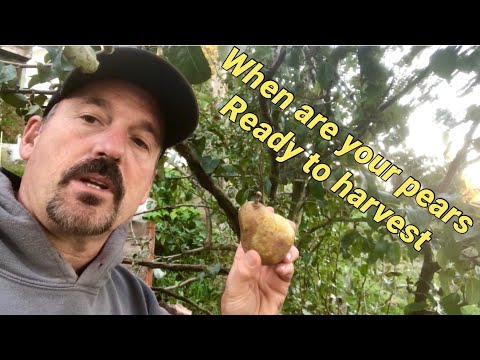 When is a pear ready to pick?