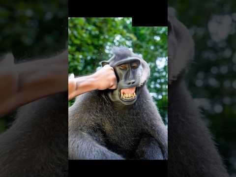 Punch in Monkey Face 🐵#monkey #funny #comdey #punch