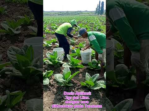 Tanaman Tembakau Anti Layu