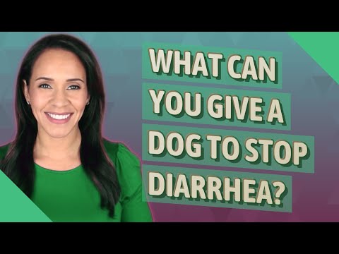 What can you give a dog to stop diarrhea?