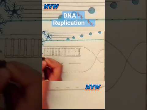 How to draw DNA Replication 🧬#biology #easyart 💫NVW.