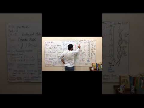 5' Vs 3' End of DNA Molecule